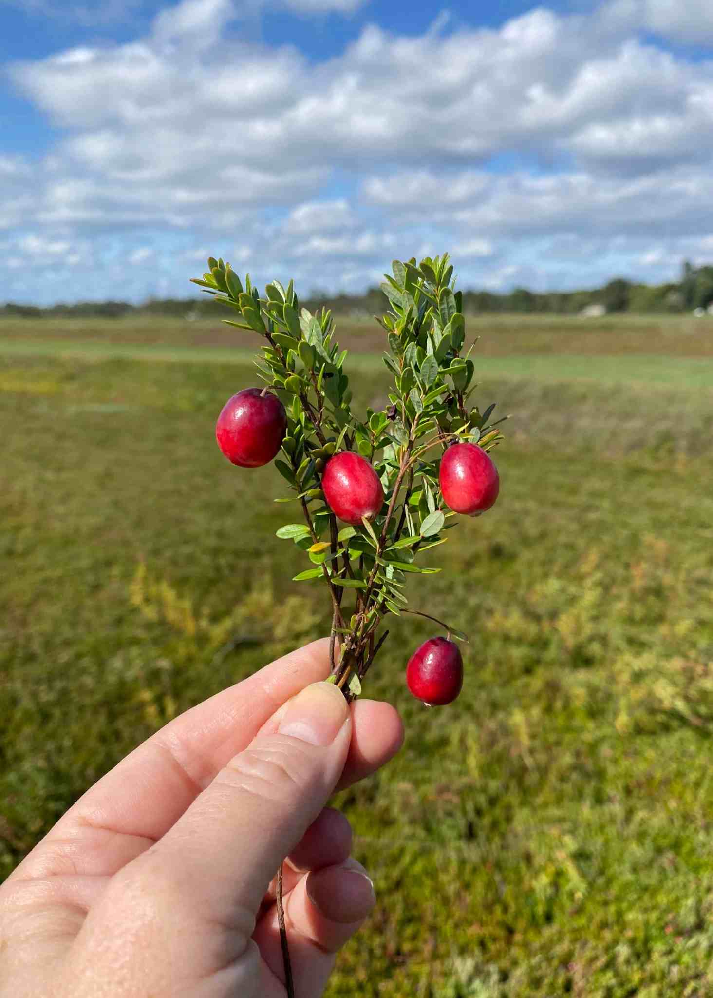 10 Things I Learned About Cranberries That Will Bog-gle the Mind ...