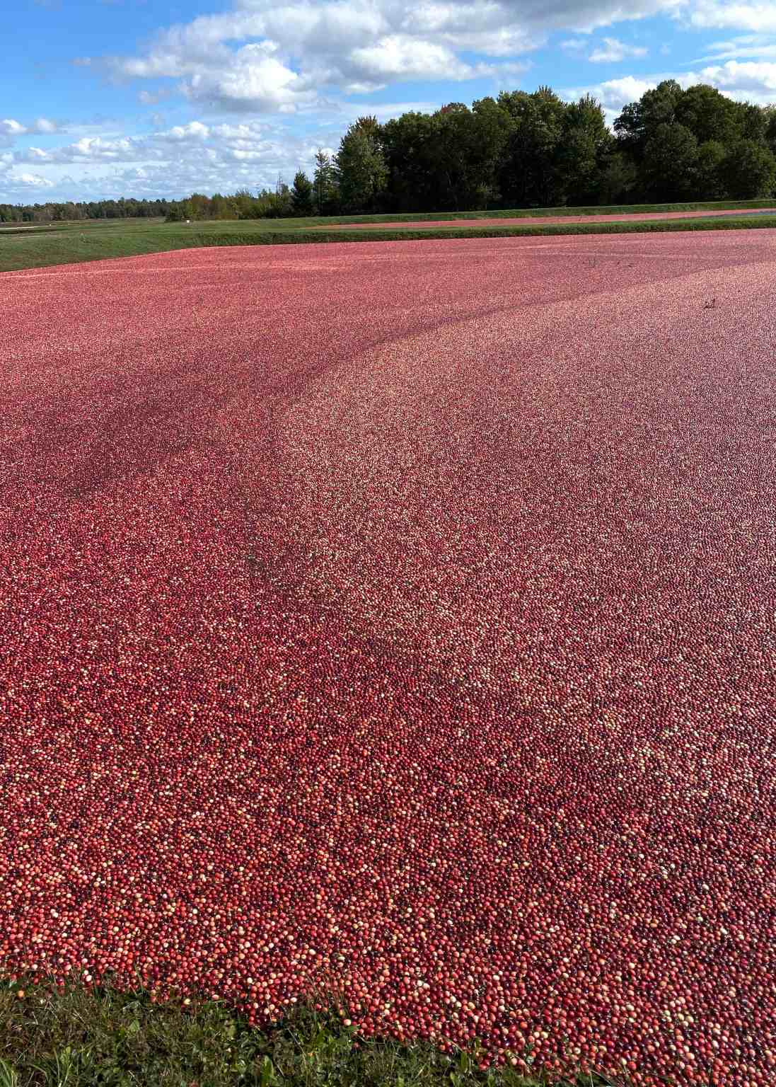 10 Things I Learned About Cranberries That Will Bog-gle the Mind ...