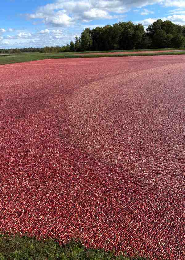 10 Things I Learned About Cranberries That Will Bog-gle the Mind ...