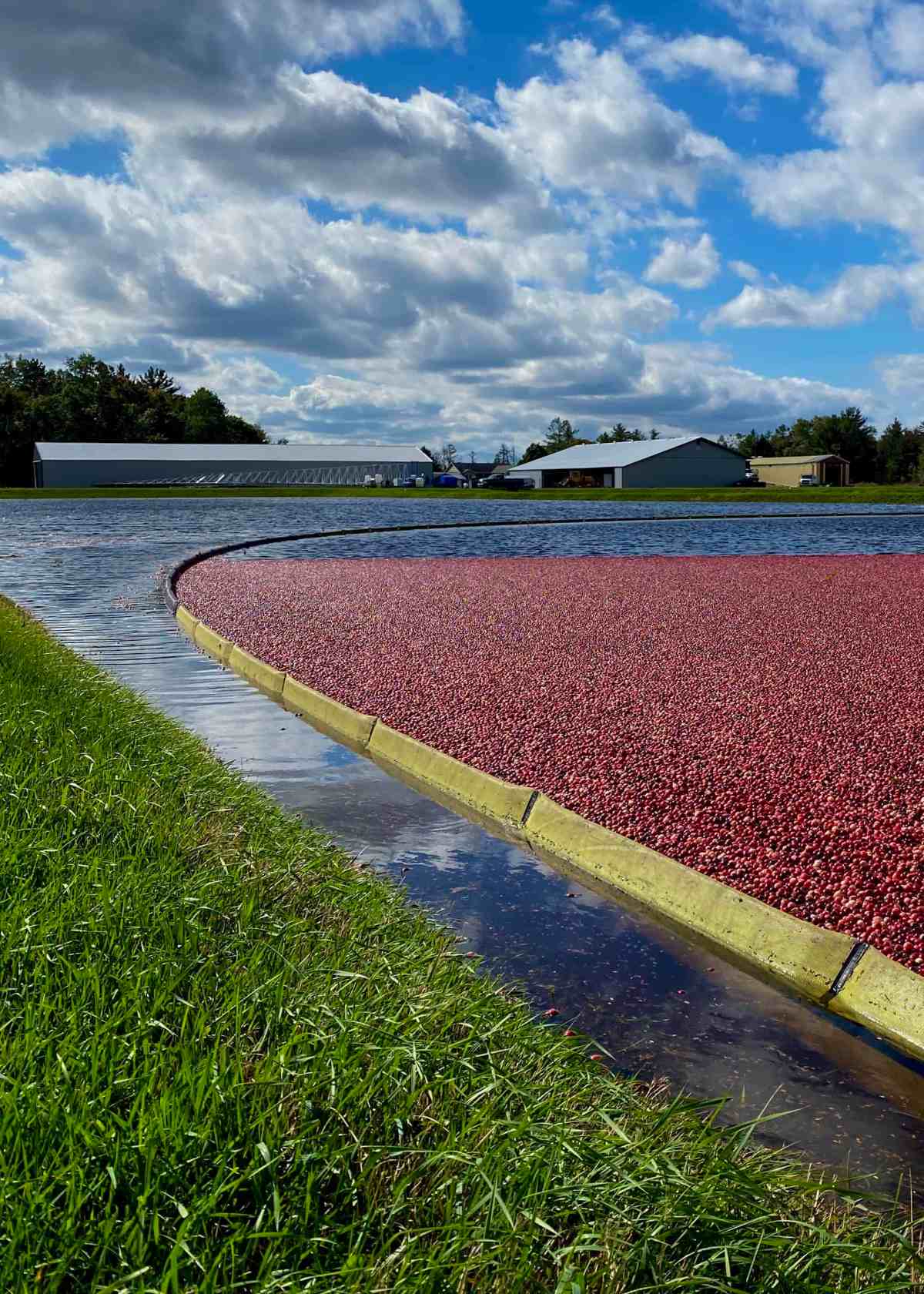 10 Things I Learned About Cranberries That Will Bog-gle the Mind ...