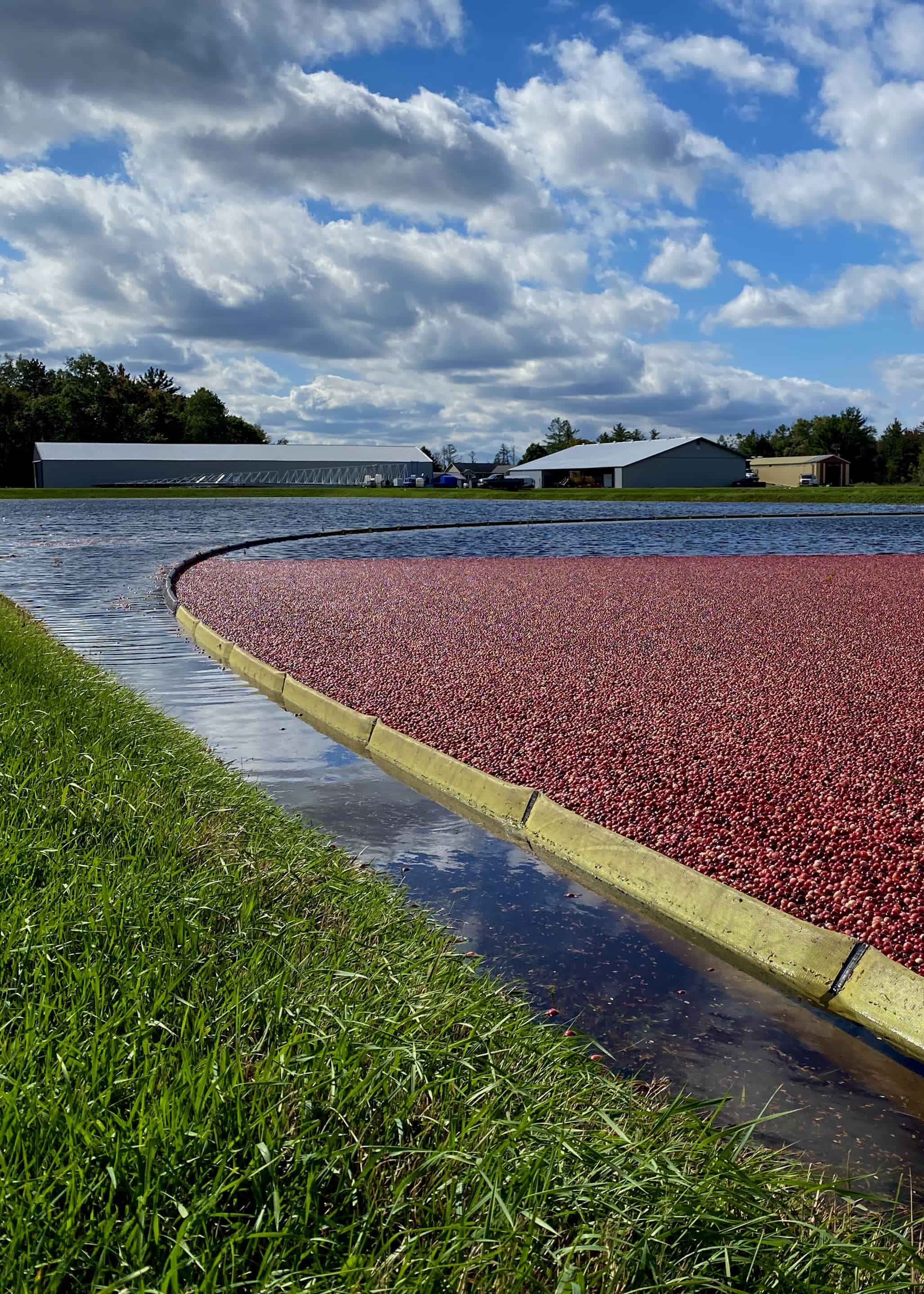 10 Things I Learned About Cranberries That Will Bog-gle the Mind ...