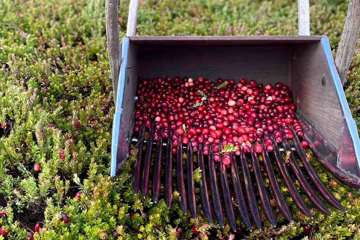 10 Things I Learned About Cranberries That Will Bog-gle the Mind ...